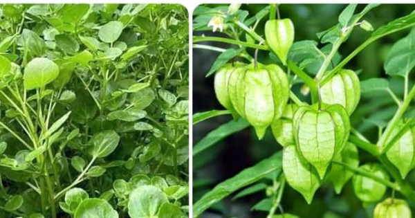 Top 3 loại rau trường thọ tốt hơn cả nhân sâm mà bạn chưa biết tới